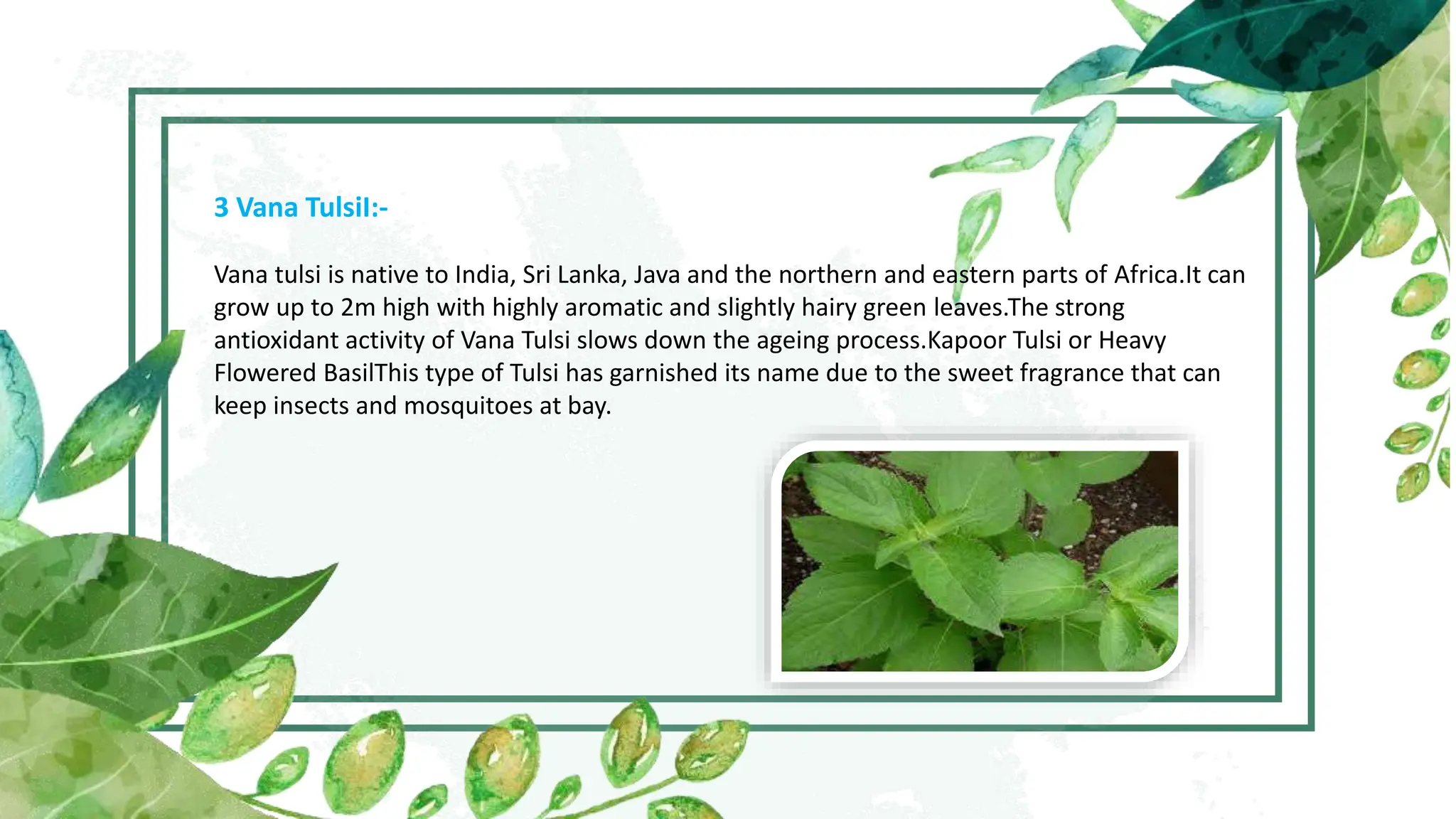 Tulsi (ocimum sanctum) .pptx