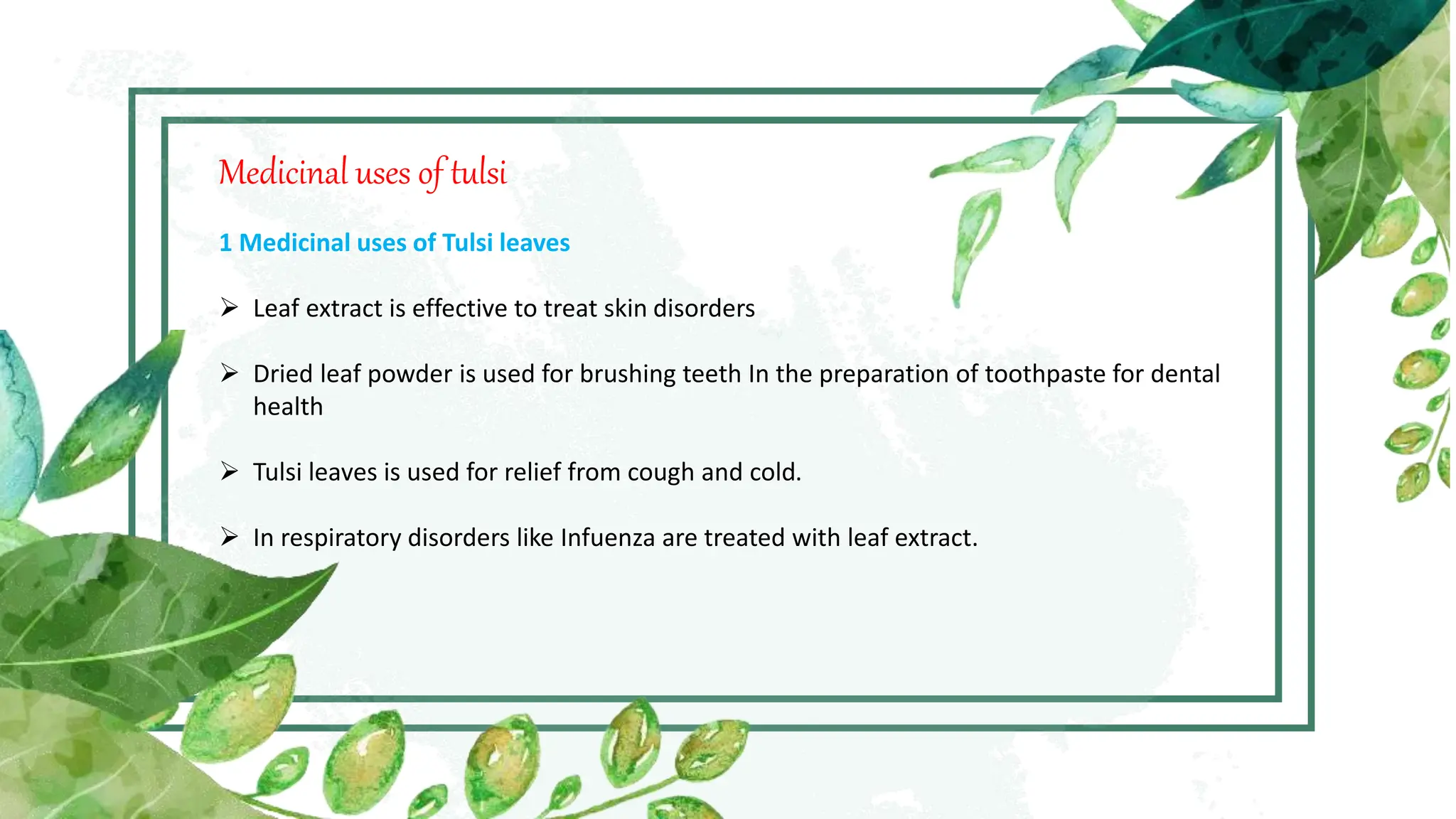 Tulsi (ocimum sanctum) .pptx
