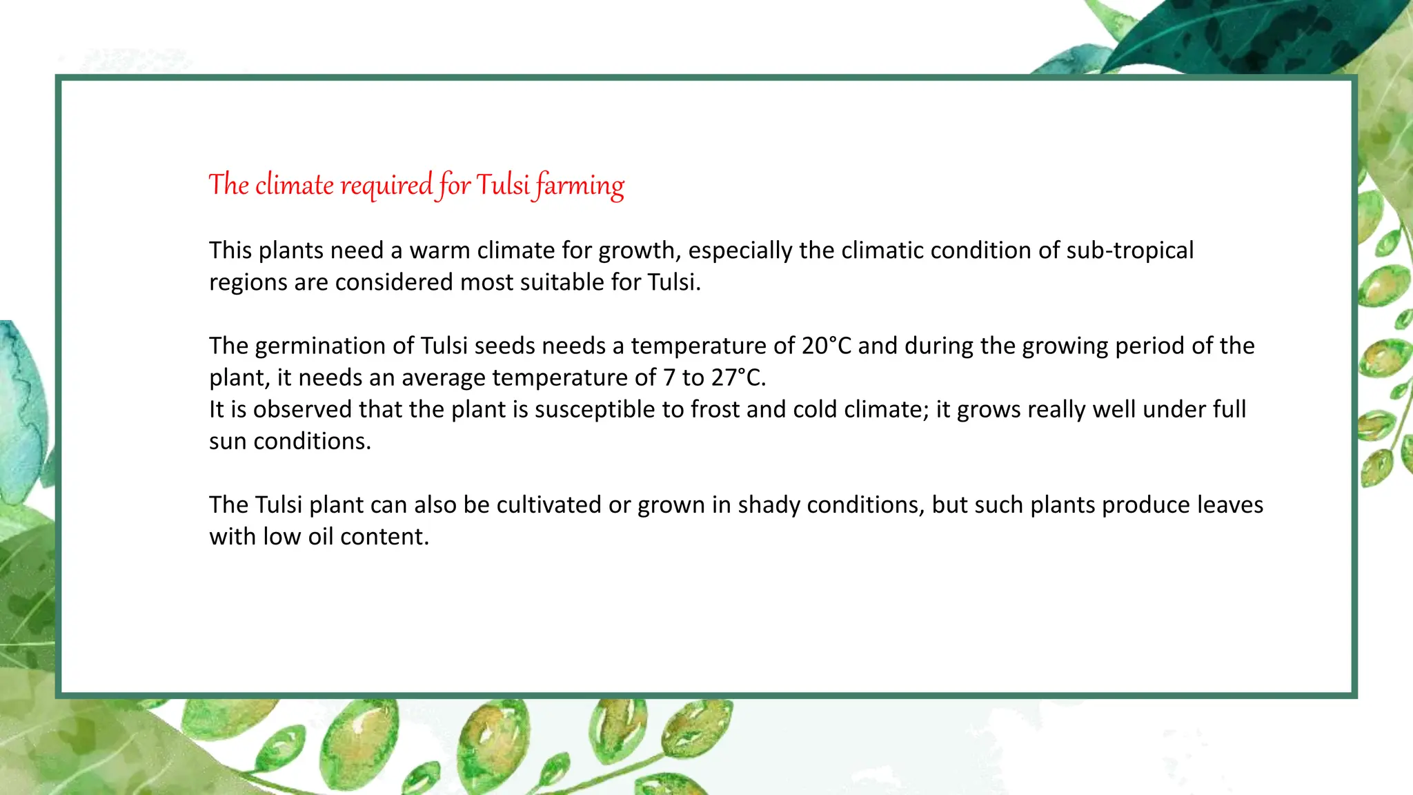 Tulsi (ocimum sanctum) .pptx