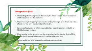 Tulsi (ocimum sanctum) .pptx