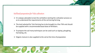 Tulsi (ocimum sanctum) .pptx