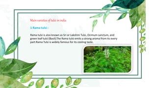 Tulsi (ocimum sanctum) .pptx