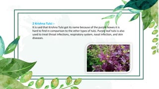 Tulsi (ocimum sanctum) .pptx