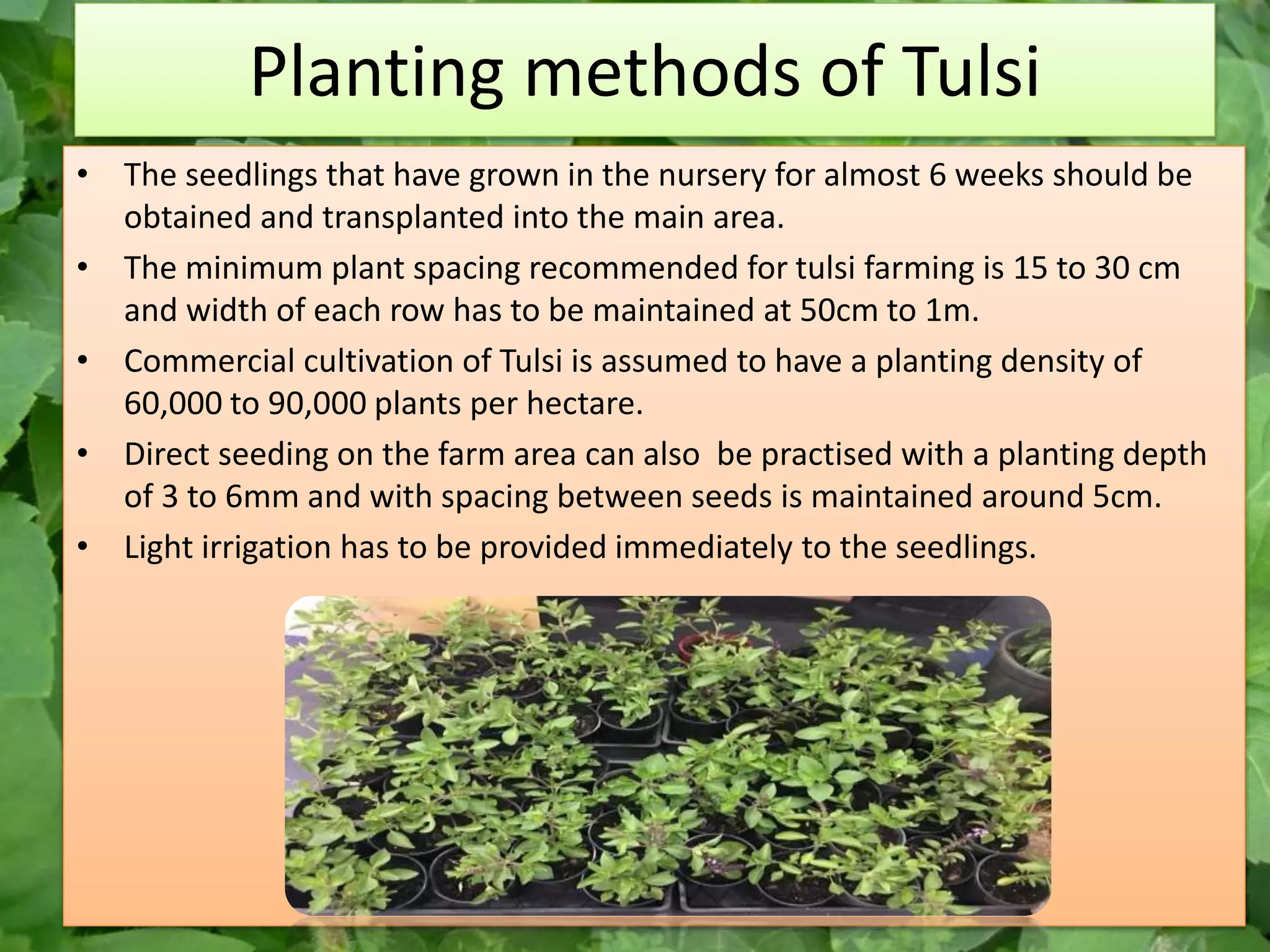 Tulsi ppt | PPTX