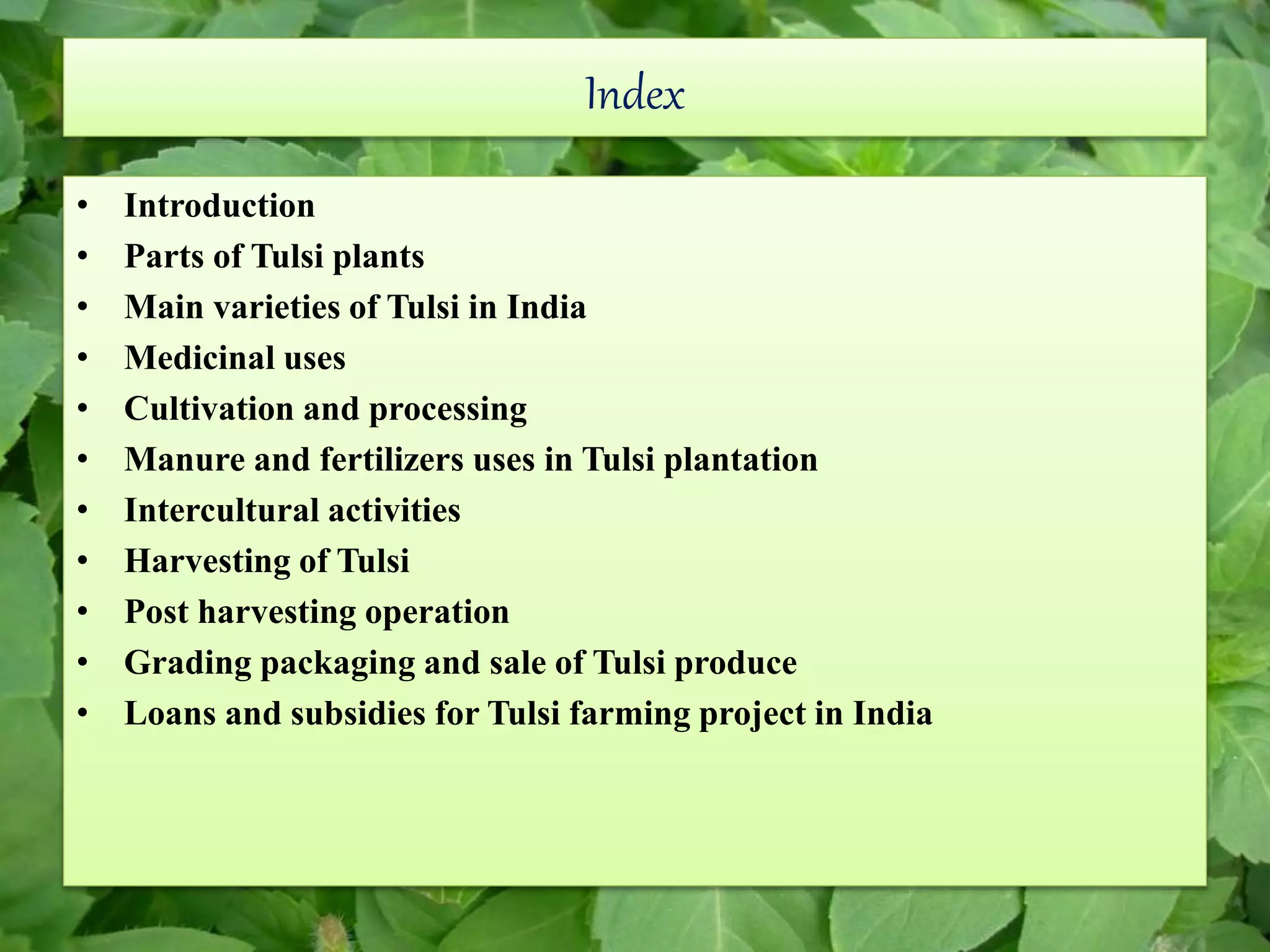 Tulsi ppt | PPTX