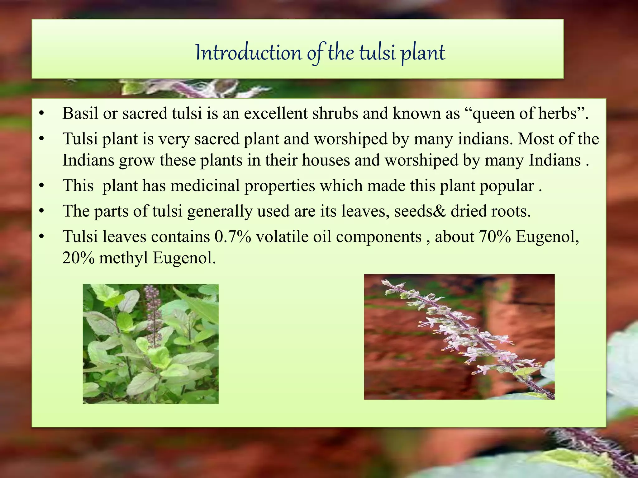 Tulsi ppt | PPTX