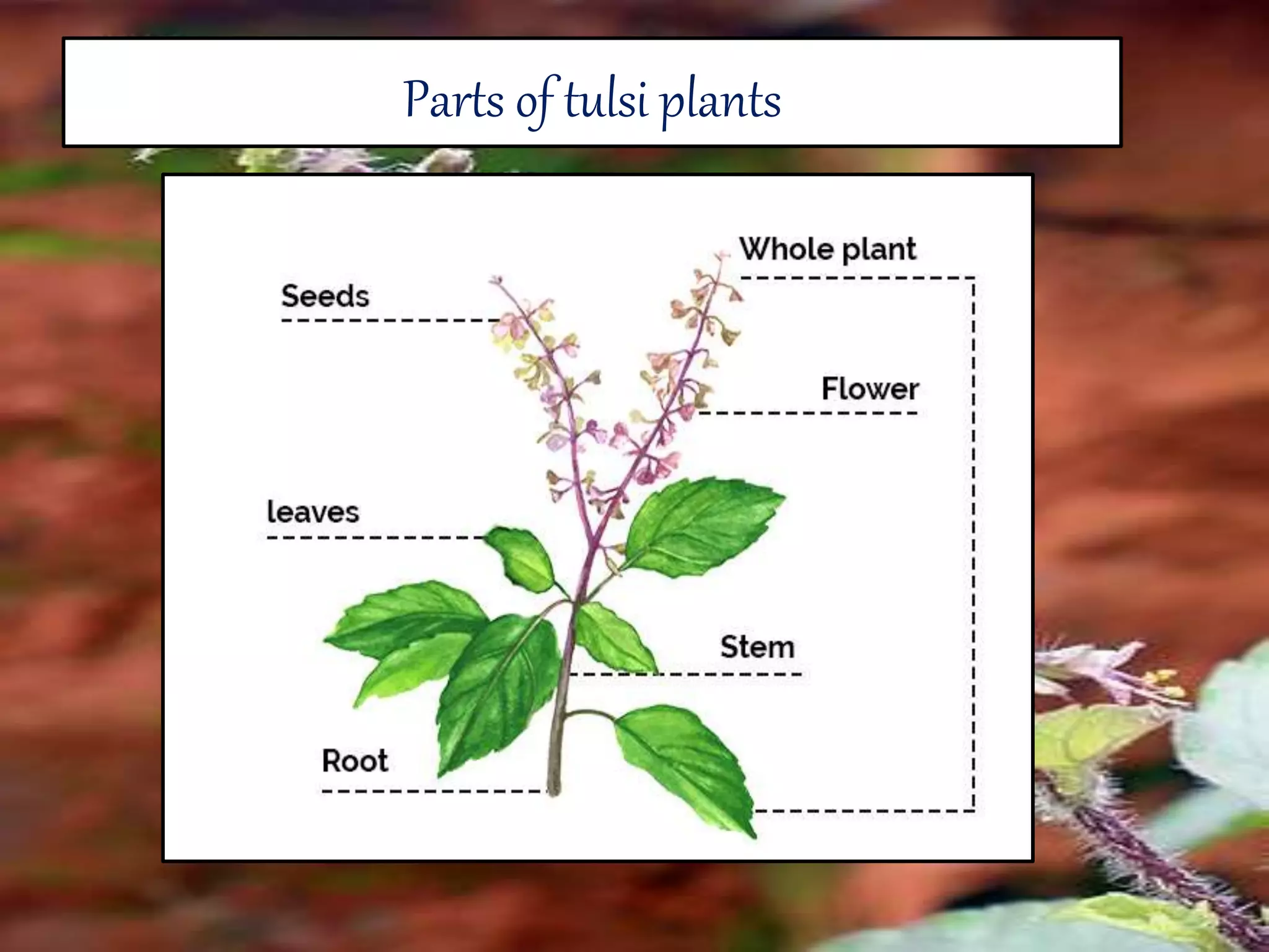 Tulsi ppt | PPTX