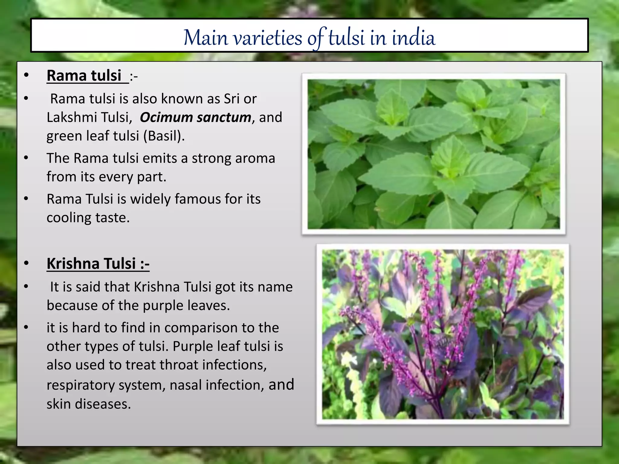 Tulsi ppt | PPTX
