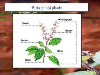 Tulsi ppt | PPTX
