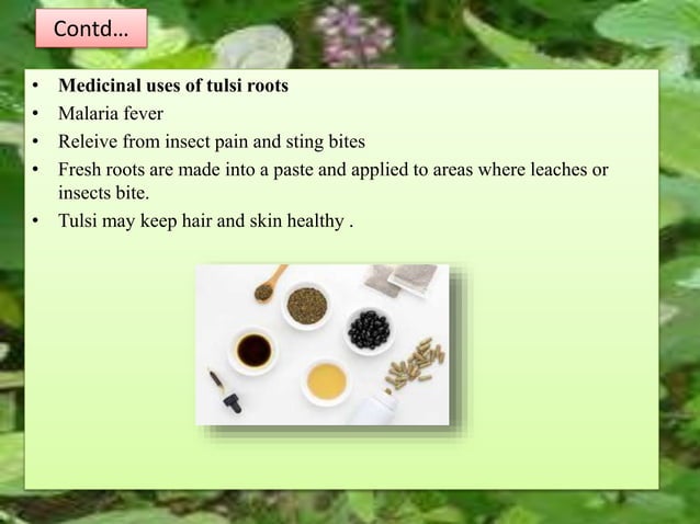 Tulsi ppt | PPTX | Agriculture | Industries