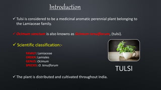 TULSI ROCKY 2.pptx