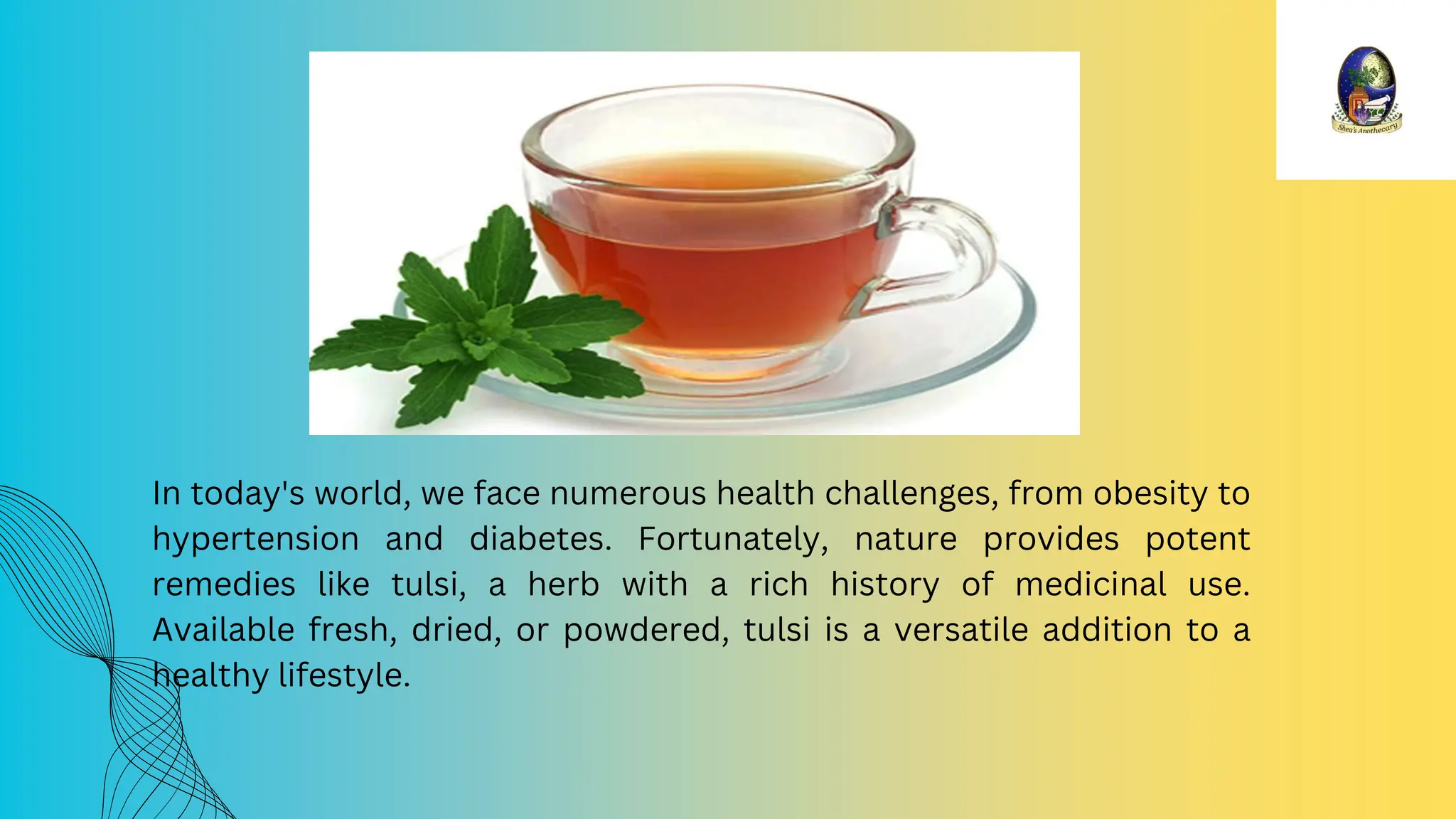 Tulsi Tea Benefits, Side Effects, and Dosage | PDF