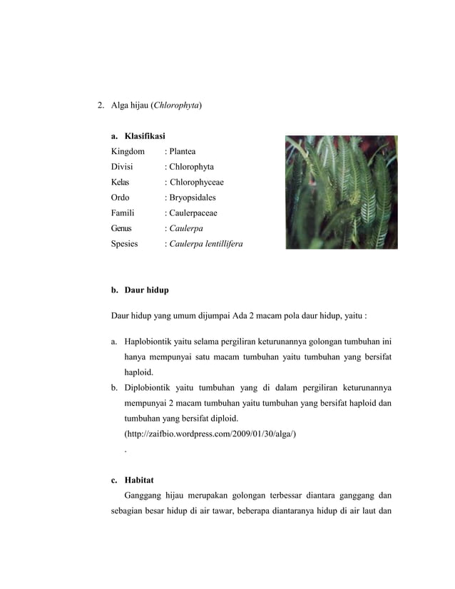 Tumbuhan air materi alga | PDF
