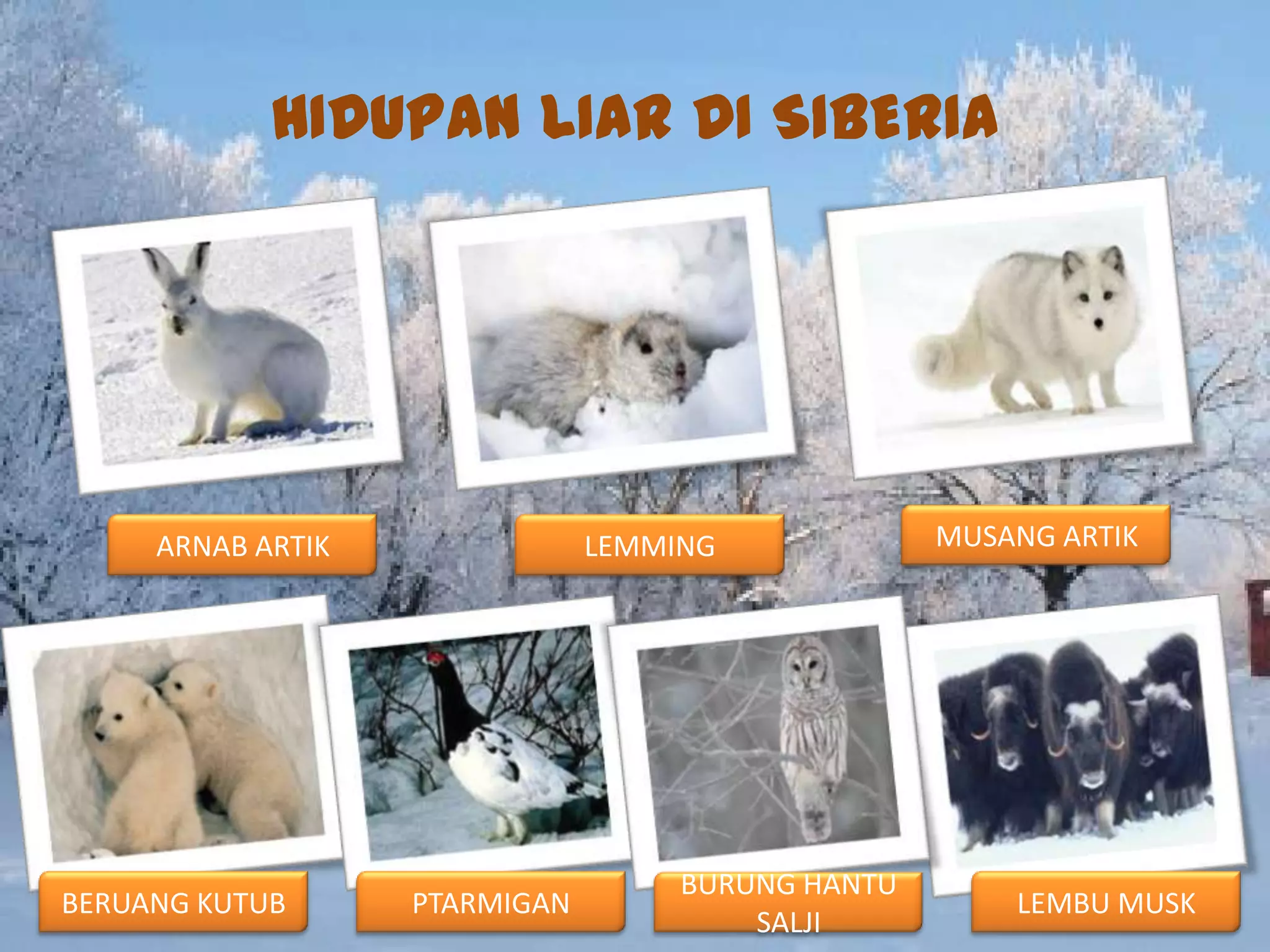 Tumbuh tumbuhan & hidupan liar di negara-negara lain | PPTX