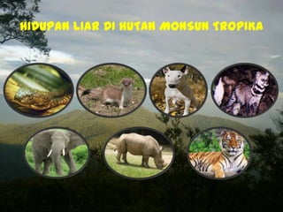 Tumbuh tumbuhan & hidupan liar di negara-negara lain | PPT