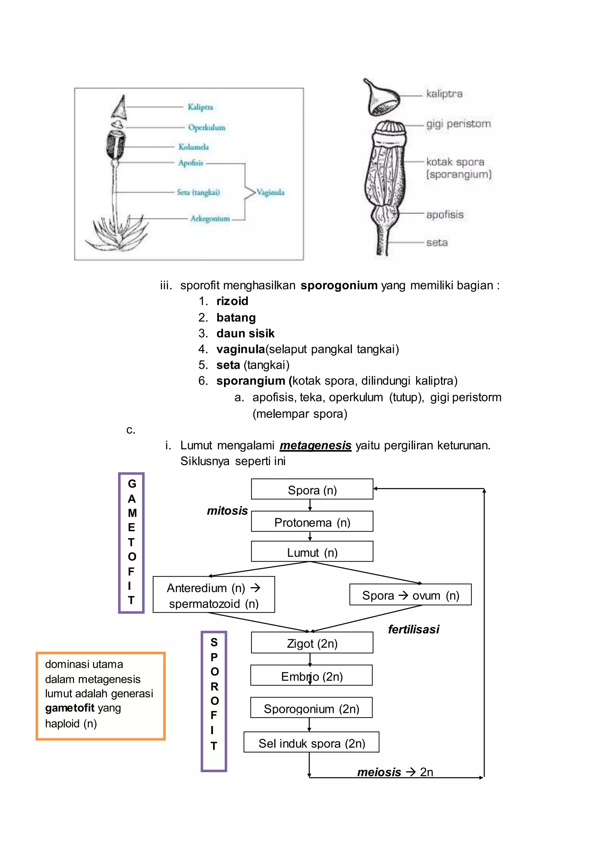 KINGDOM PLANTAE | DOCX