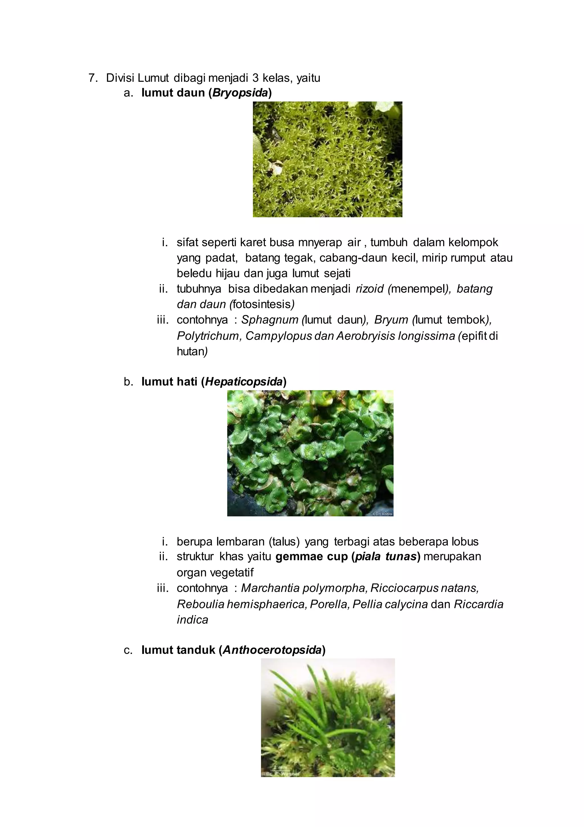 KINGDOM PLANTAE | DOCX