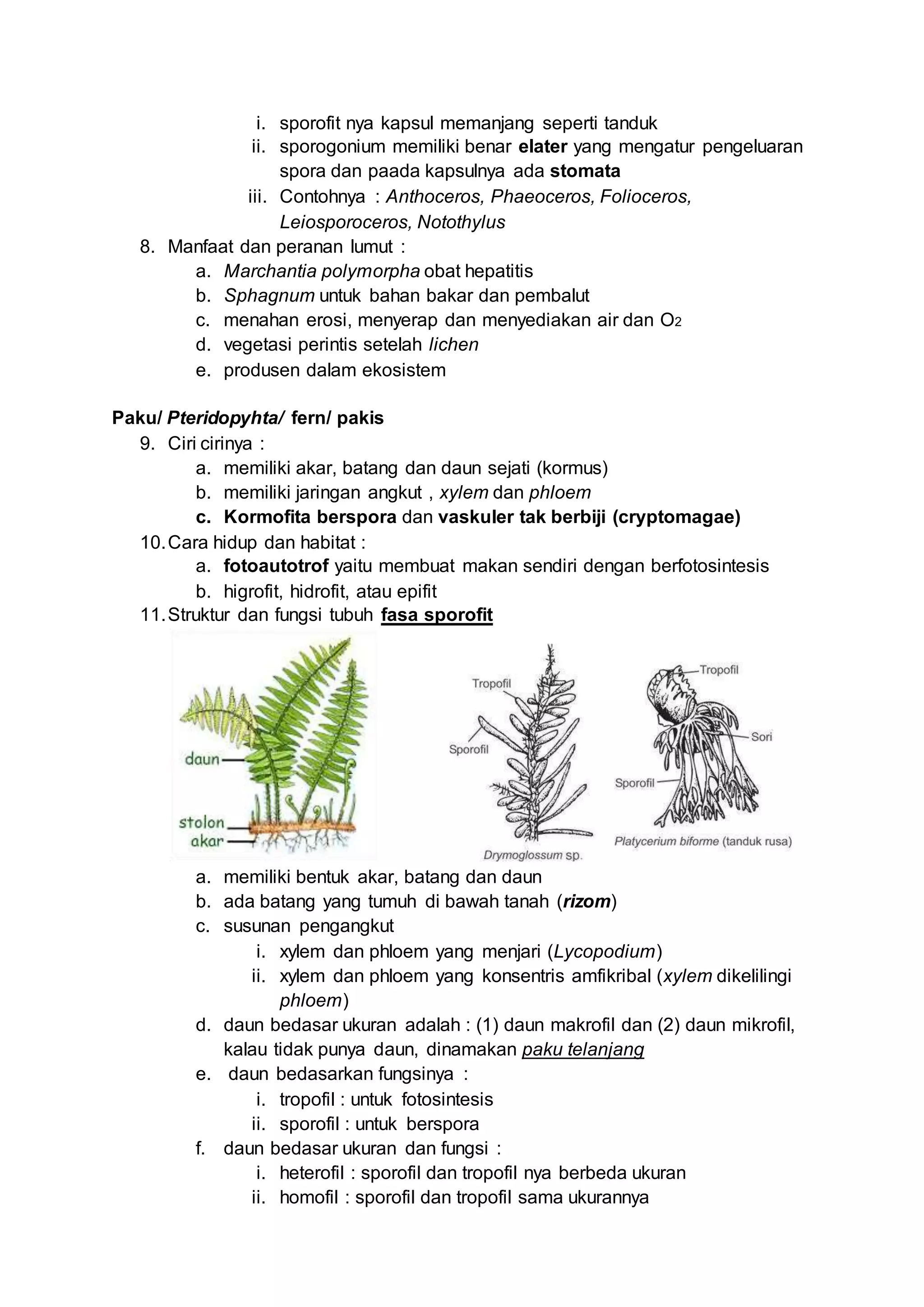 KINGDOM PLANTAE | DOCX