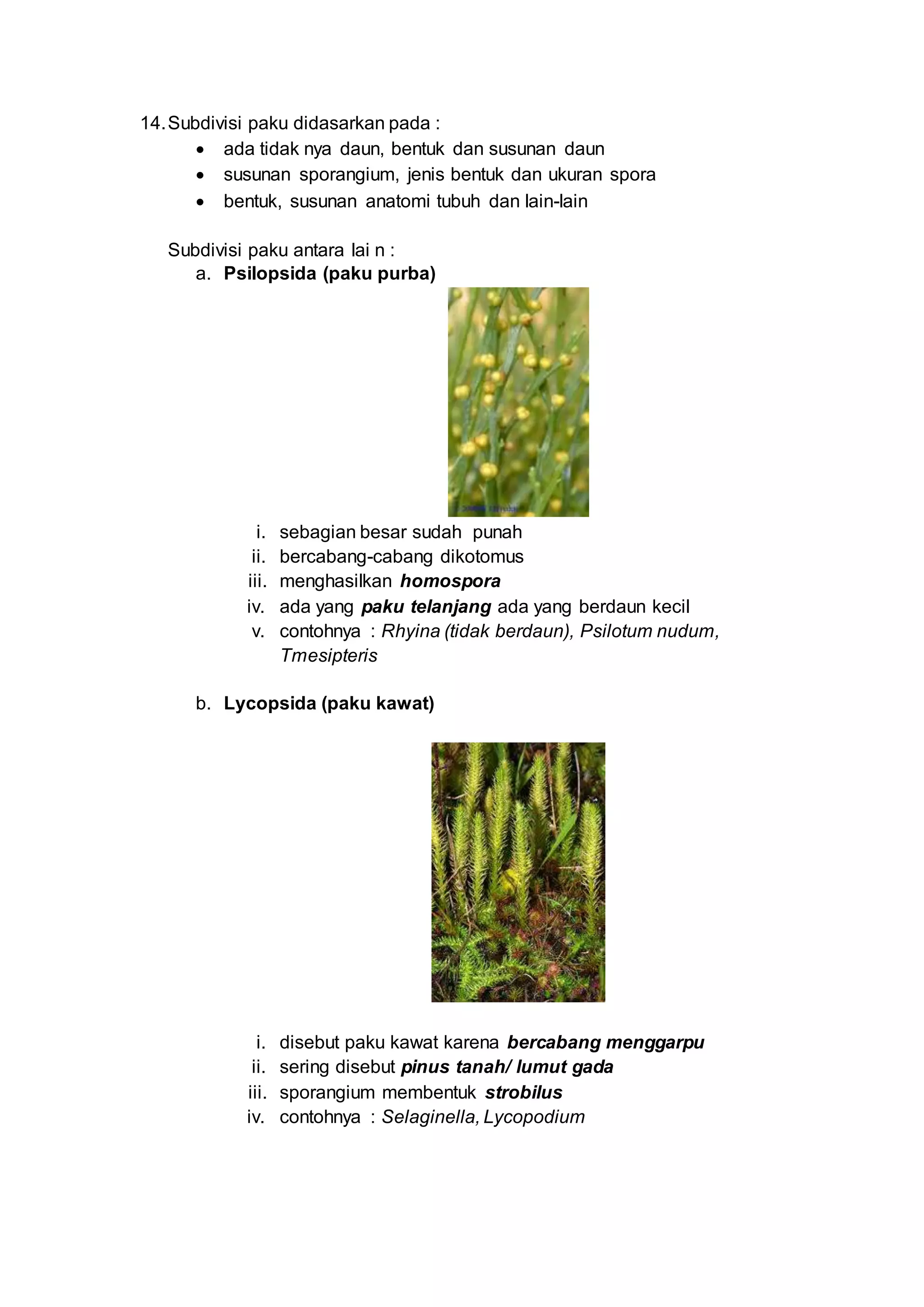 KINGDOM PLANTAE | DOCX