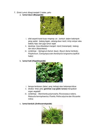 KINGDOM PLANTAE | DOCX