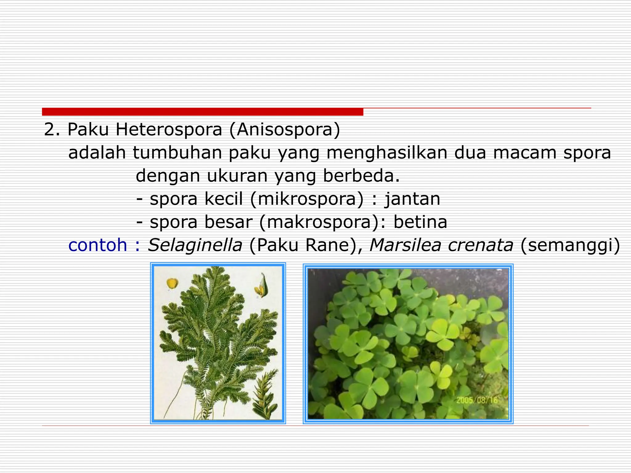 klasifikasi makhluk hidup tumbuhan-paku.ppt