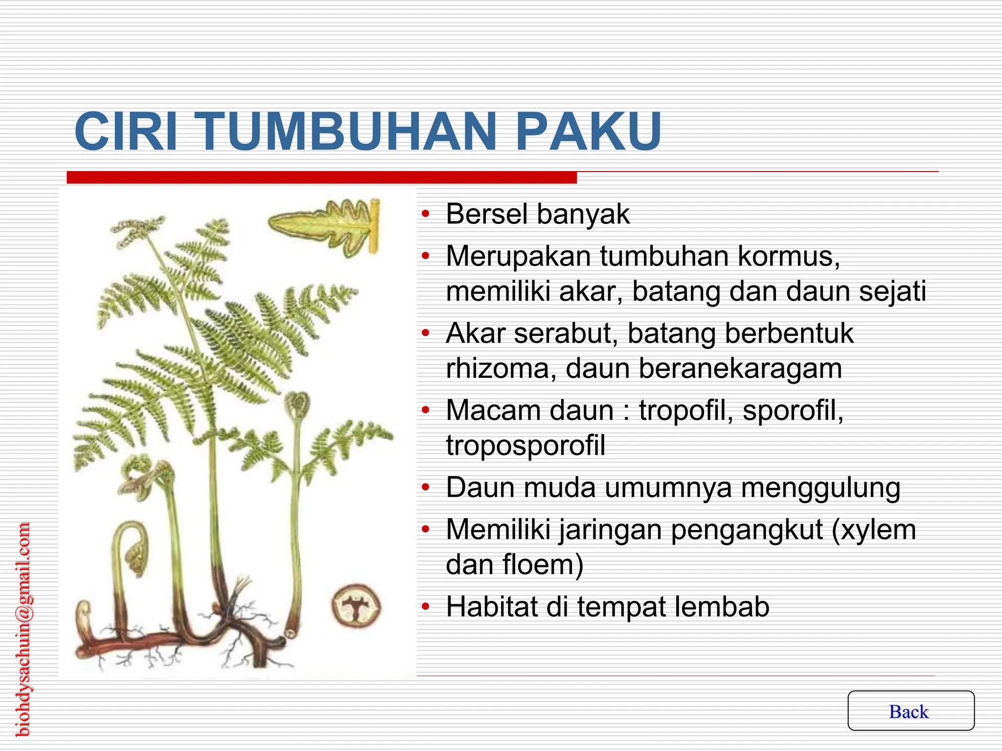 klasifikasi makhluk hidup tumbuhan-paku.ppt