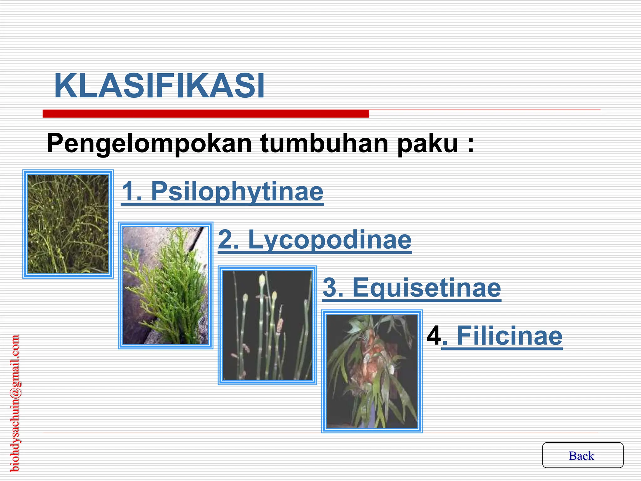 klasifikasi makhluk hidup tumbuhan-paku.ppt