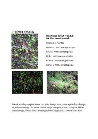Tumbuhan paku dan lumut | DOCX