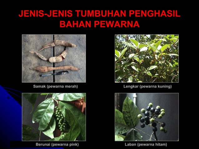 Tumbuhan aromatik | PPT