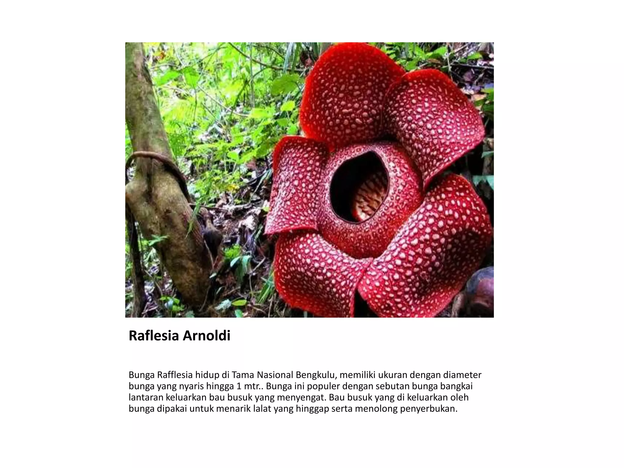 Tumbuhan dan binatang langka yang hampir punah | PPTX