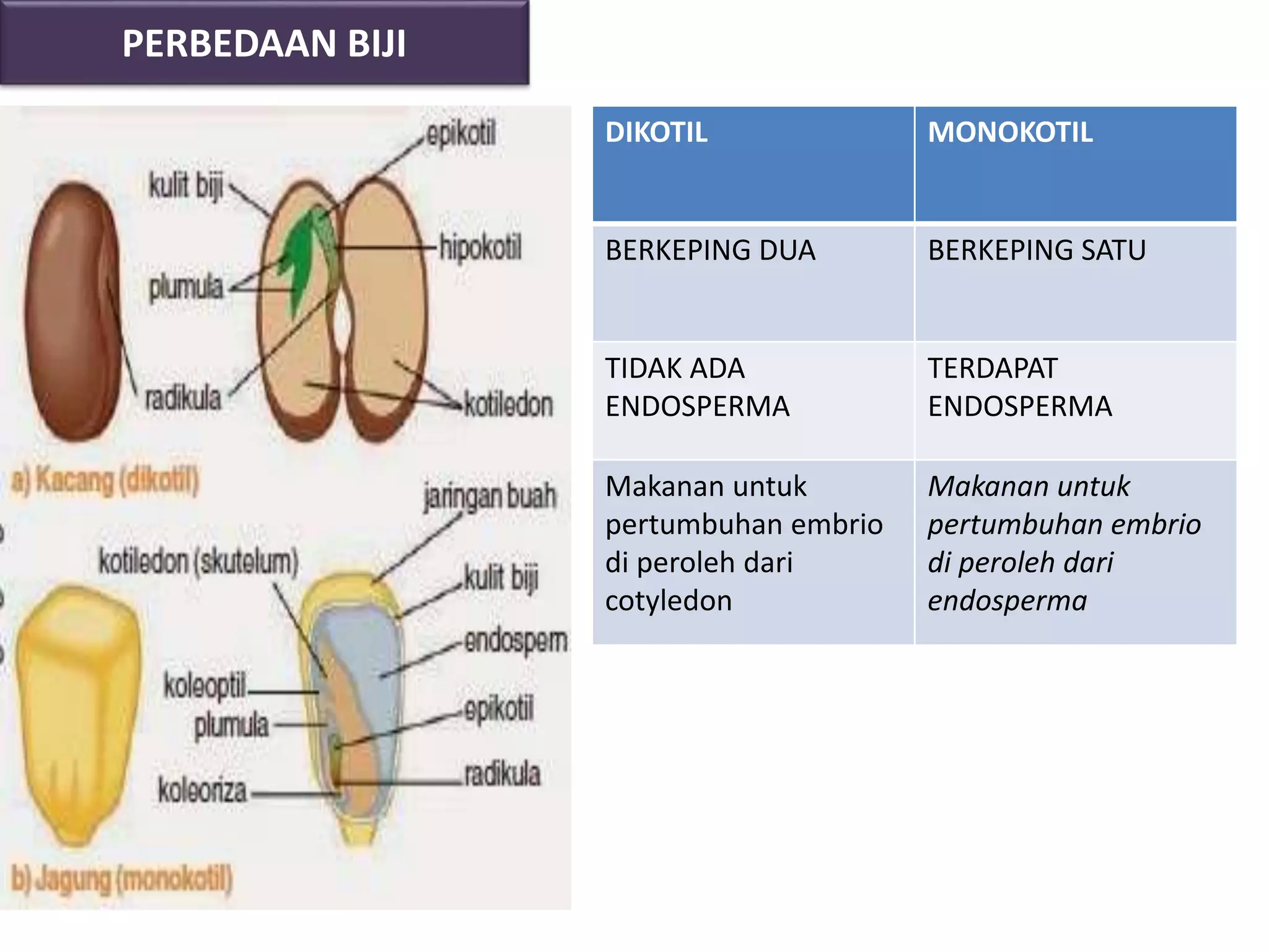 Tumbuhan hewan serta lingkungan | PPTX