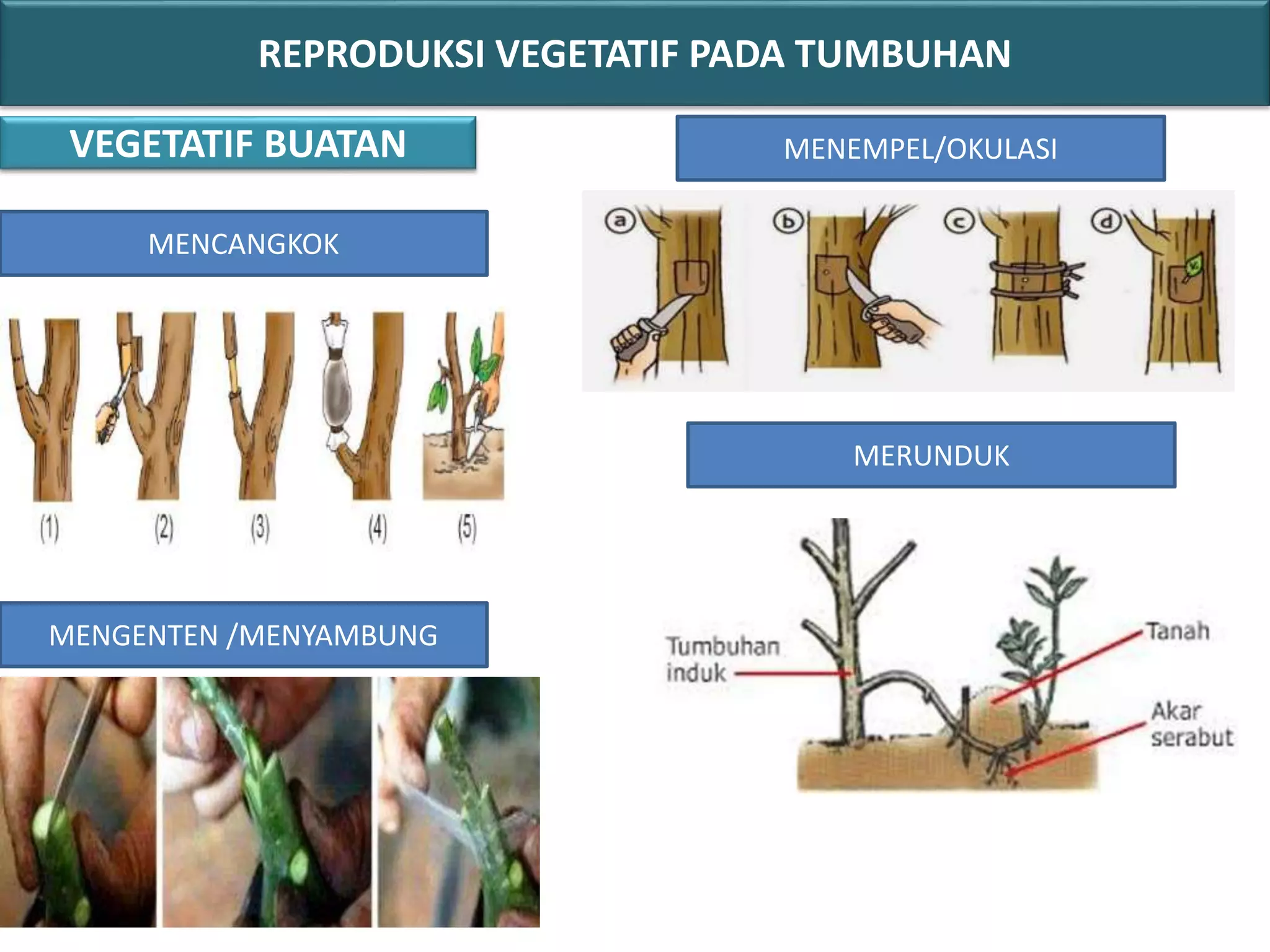 Tumbuhan hewan serta lingkungan | PPTX