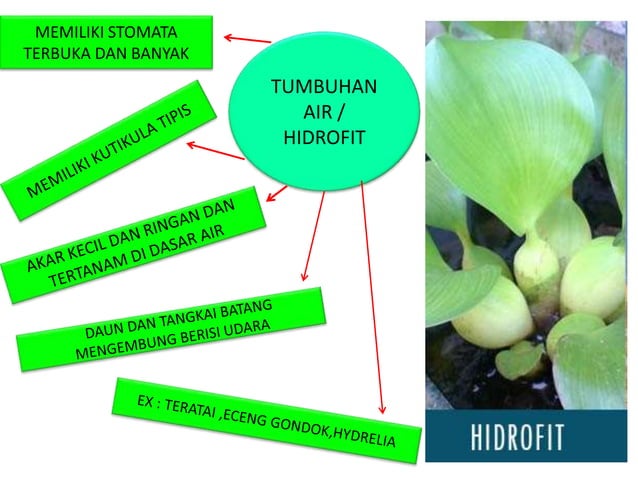 Tumbuhan hewan serta lingkungan | PPTX