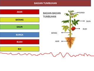Tumbuhan hewan serta lingkungan | PPTX