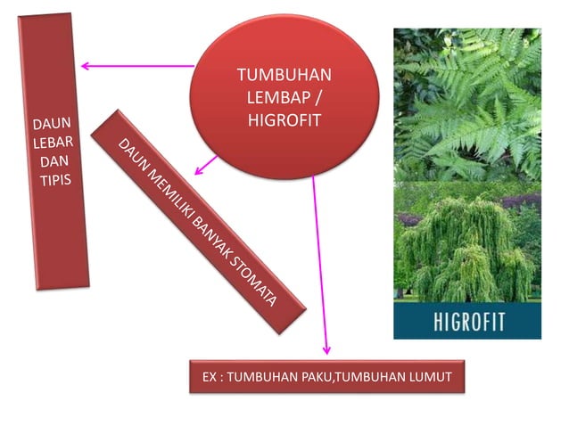 Tumbuhan hewan serta lingkungan | PPTX