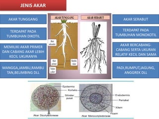 Tumbuhan hewan serta lingkungan | PPTX