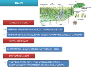 Tumbuhan hewan serta lingkungan | PPTX