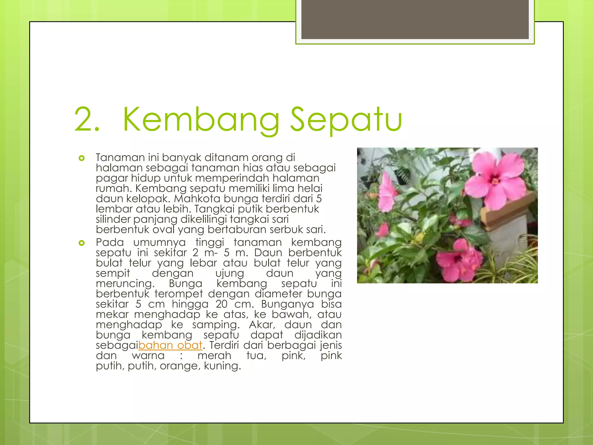 Tumbuhan khas jawa barat | PPTX