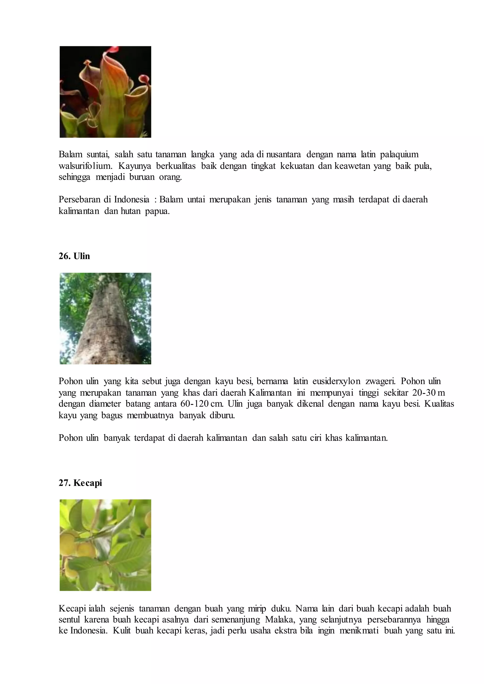 Tumbuhan langka di indonesia | PDF