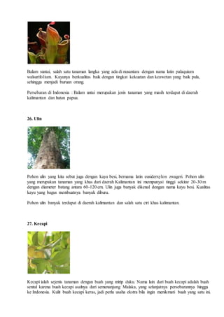 Tumbuhan langka di indonesia | DOCX