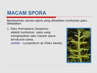 Tumbuhan paku | PPT