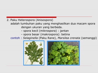 Tumbuhan paku | PPT