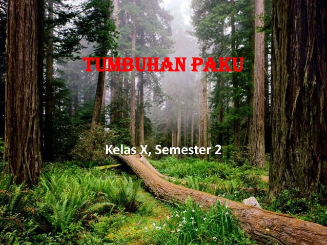 Tumbuhan Paku Ppt