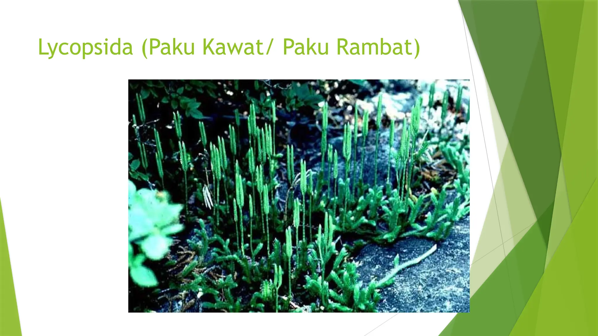 Tumbuhan Paku (Pteridophyta) .pptx