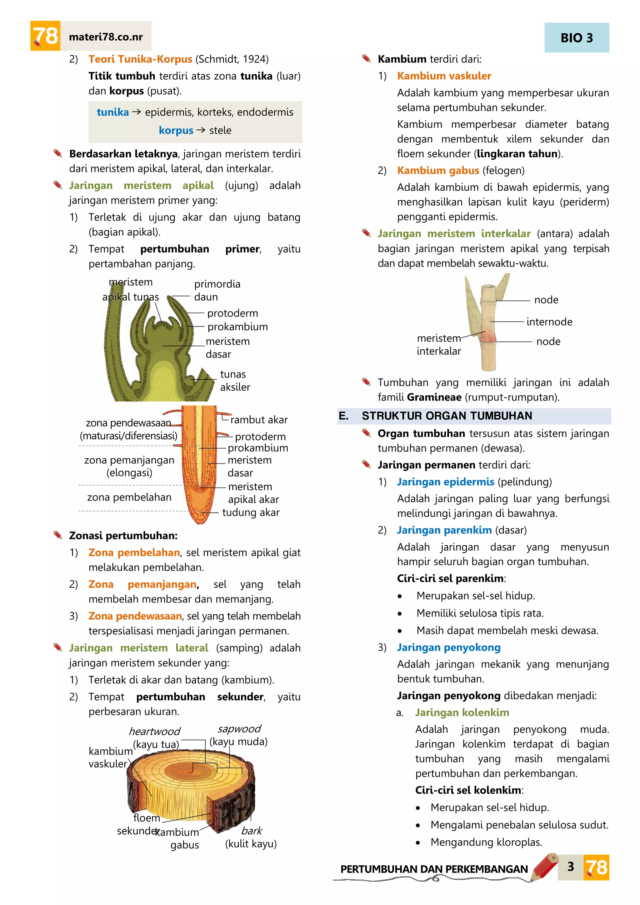 MATERI Tumbuhan plantae KELAS XI SMA | PDF