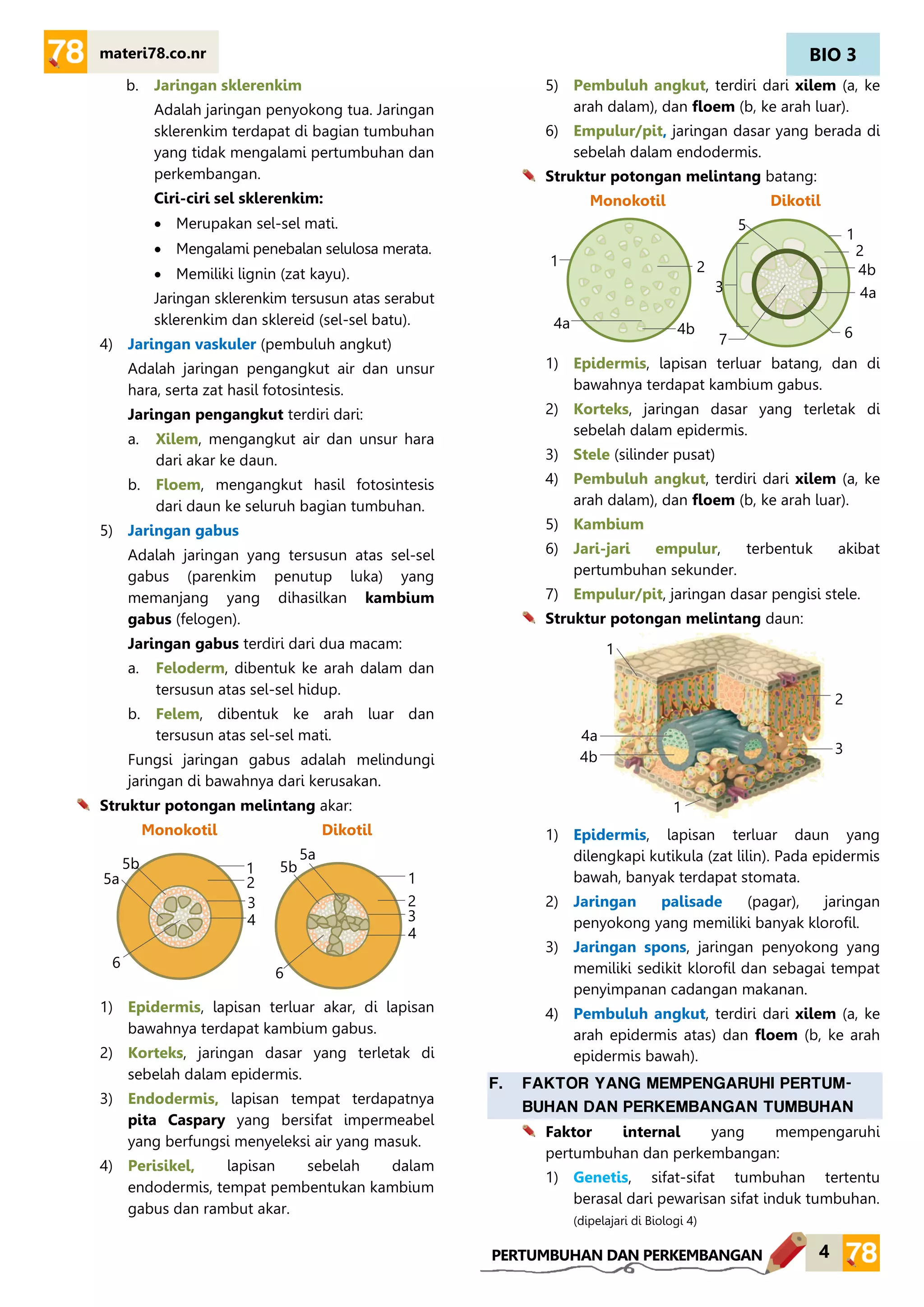MATERI Tumbuhan plantae KELAS XI SMA | PDF