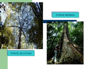 Tumbuhan semulajadi | PPT