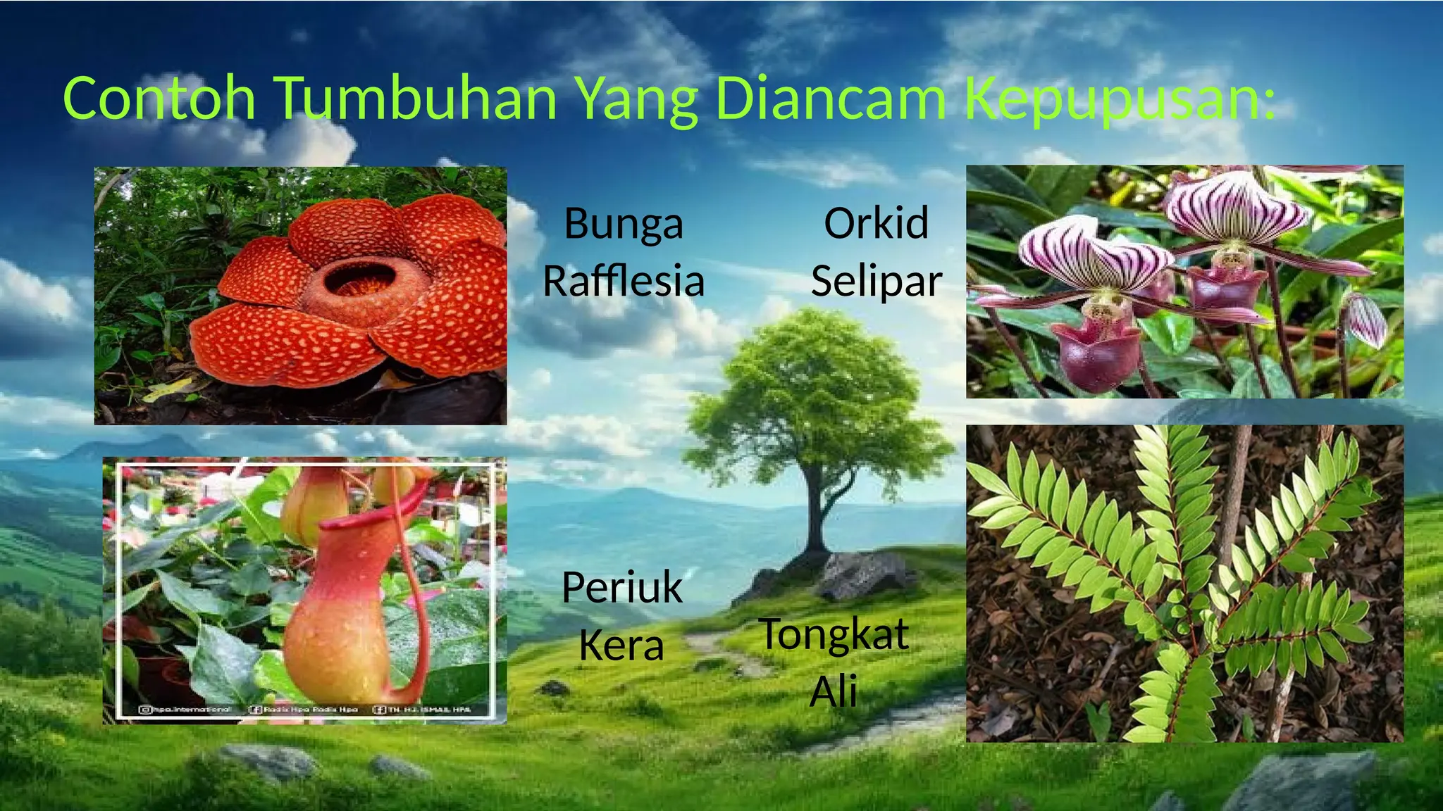 tumbuhan yang diancam kepupusan tahun 6.pptx