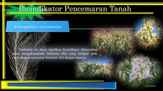 Tumbuhan sebagai bioindikator pencemaran lingkungan | PPTX
