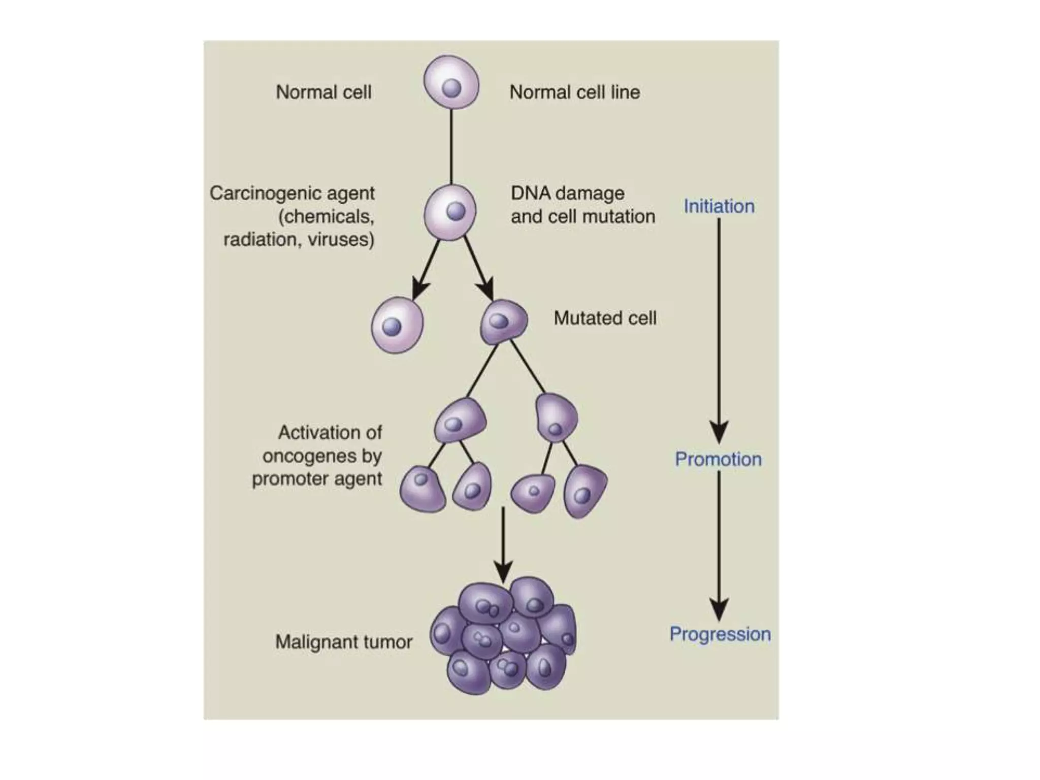Introduction to Pathophysiology of Tumors | PPTX